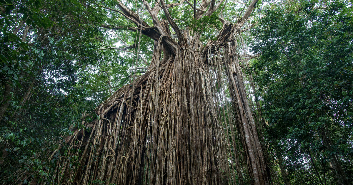 Applying the Strangler Pattern | Insight | Box UK